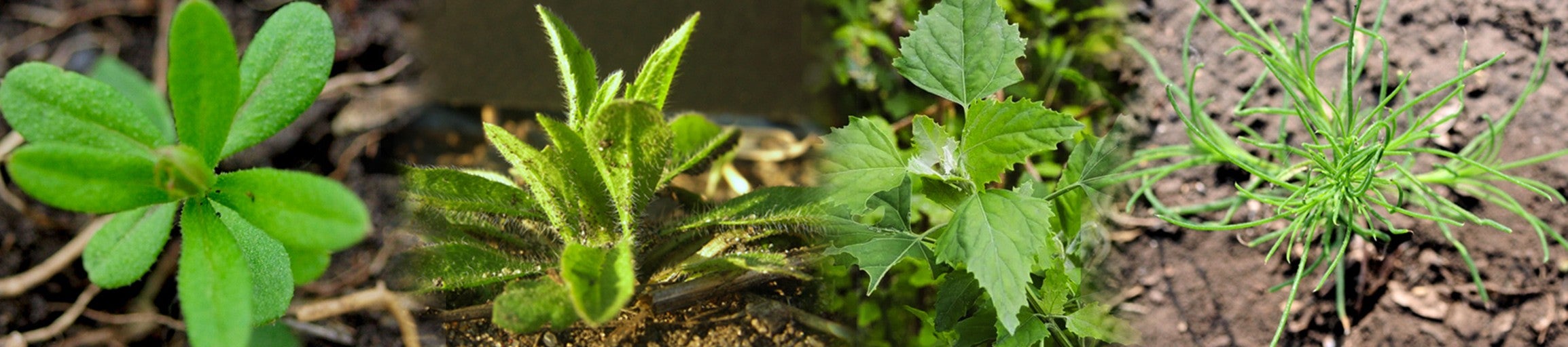 Take Charge Of Weed Control This Season With Authority Strike